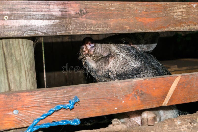 Minipig in a old hog house stock photo. Image of minipig - 98556068