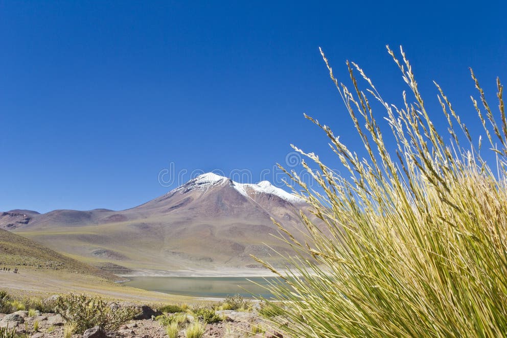 Miniques in Altiplano Chile #4 Stock Photo - Image of chain, south ...