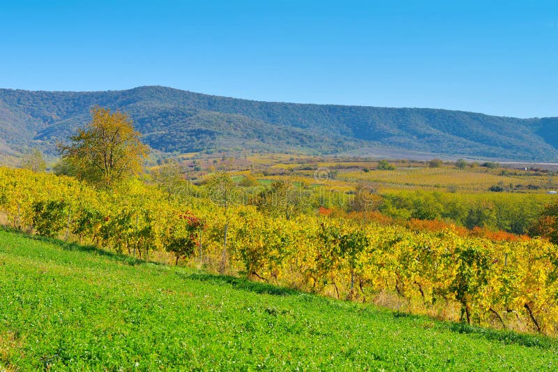 Minismaderat Stock Photos - Free & Royalty-Free Stock Photos from ...