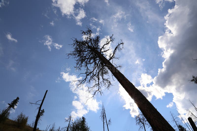 Ministry of Forests- Burnt Trees with a Blue Sky Stock Photo - Image of ...