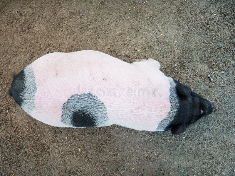 Miniture pig stock image. Image of miniture, pork, dirty - 60292459