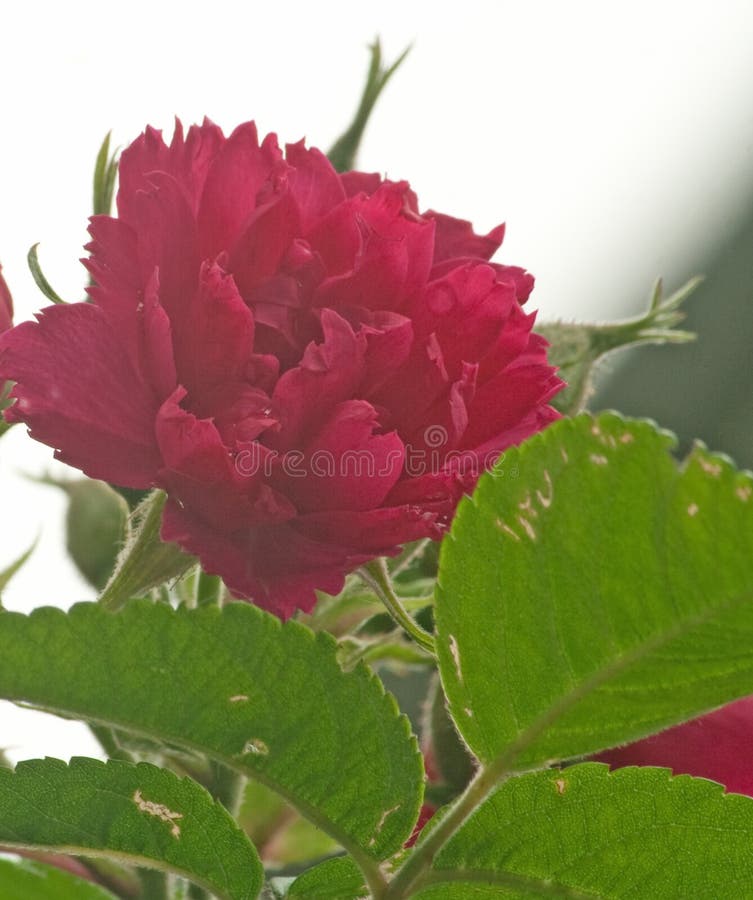 Miniture red rose stock image. Image of text, green, texture - 59058743