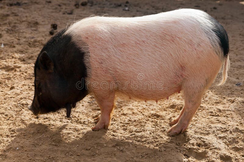 Minivarken Als Symbool Van Het Jaar Van 2019 Mening Tegen Zon Stock ...