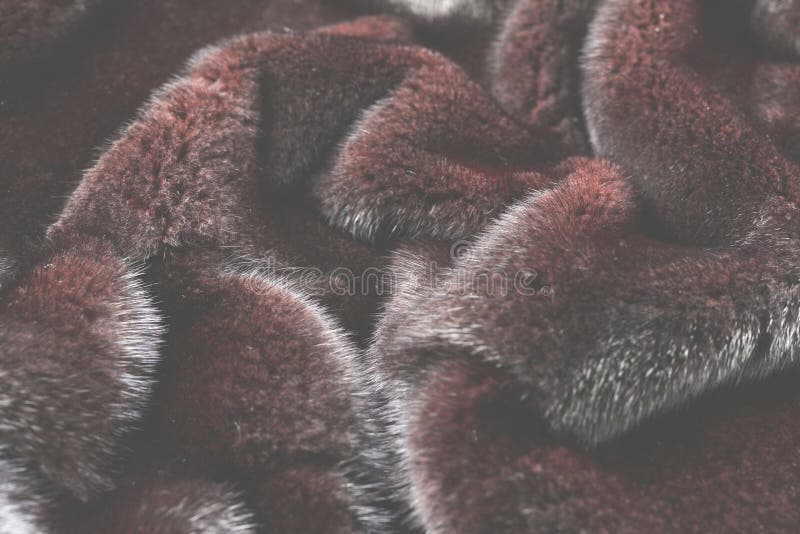 Mink brown fur texture stock photo. Image of soft, closeup - 288882158