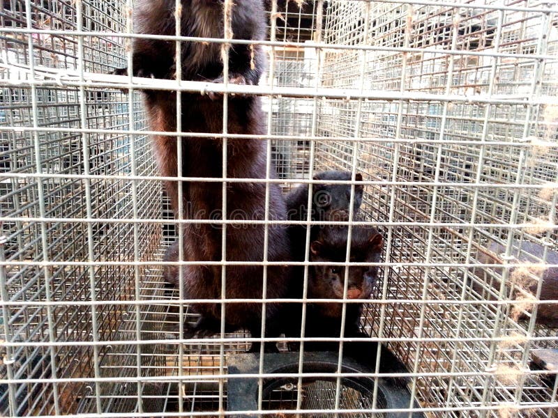 Mink in captivity stock photo. Image of breeding, enclosure - 80019706