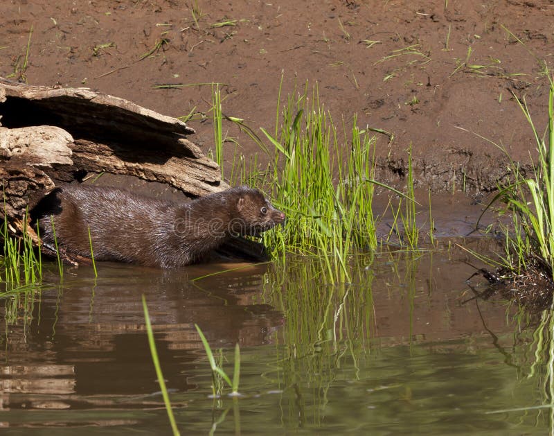 Mink Coming Out of Log and Entering River Stock Image - Image of ...