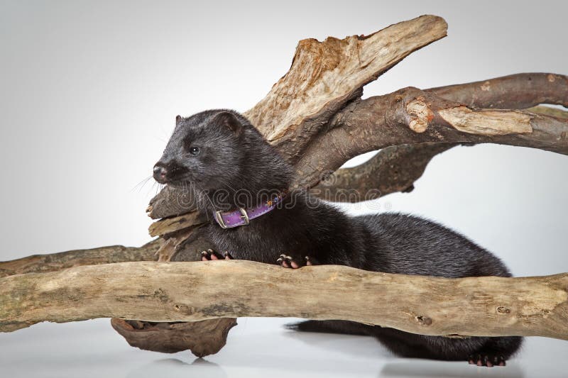 Mink crawls on branches stock photo. Image of nature - 20921988