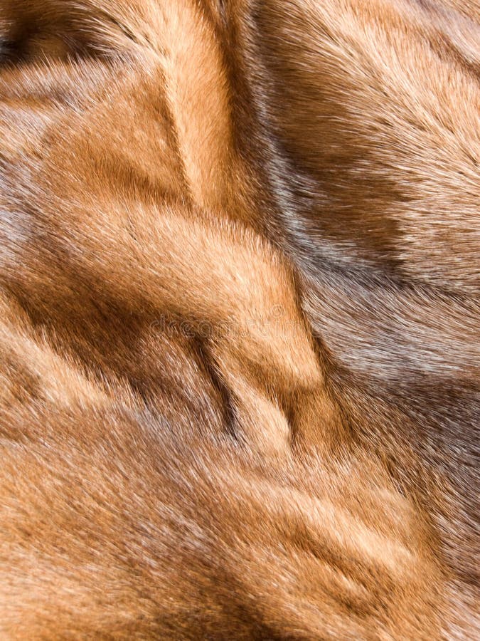 Mink fur stock photo. Image of closeup, jacket, nature - 12046228