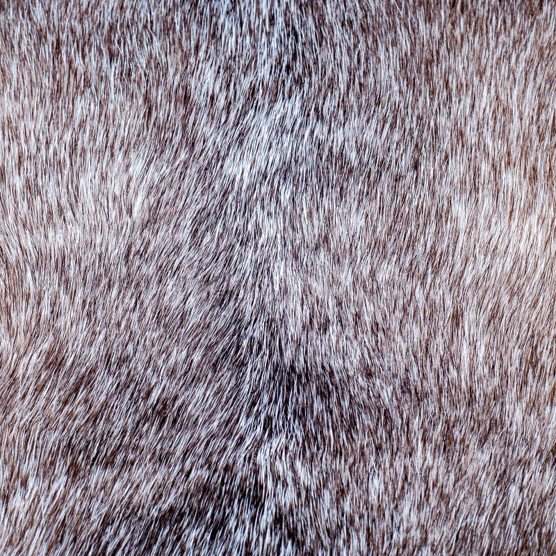 Mink fur texture stock photo. Image of design, rodent - 123459538