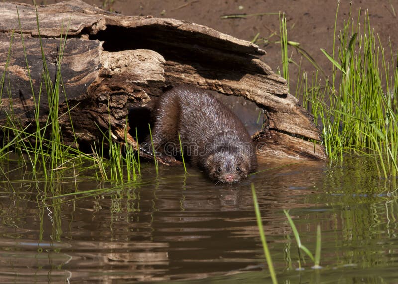 Mink Swimming In Winter Lake Stock Photo - Image of view, reed: 66204788