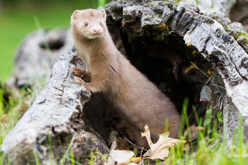 Is it spring yet stock photo. Image of north, males, boar - 36594286