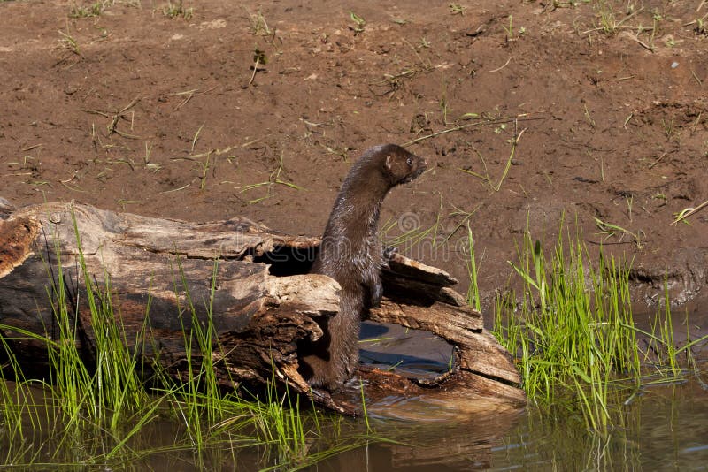 Mink in Hollow Log Standing on Back Legs Stock Image - Image of ...