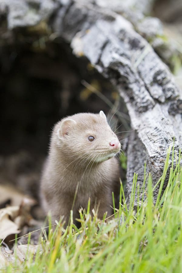 Mink in His Den Looking To His Side Stock Photo - Image of home ...