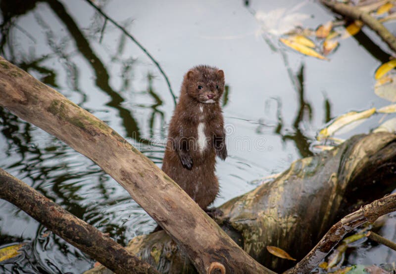Mink Lookout stock image. Image of wildlife, grass, animal - 197949331