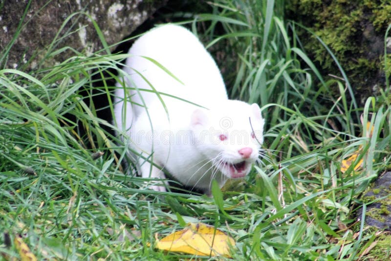Mink stock image. Image of flying, honey, foodn, geese - 92613461