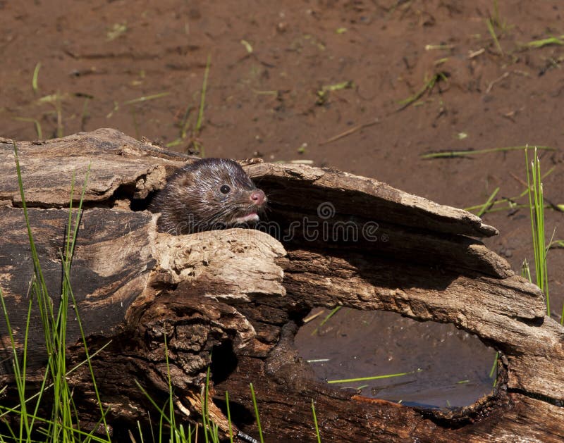 Mink Peeking out of Log stock photo. Image of mink, predator - 48874086