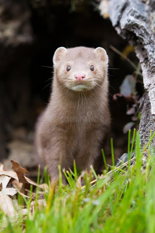 Mink portrait stock image. Image of small, curious, american - 85454749