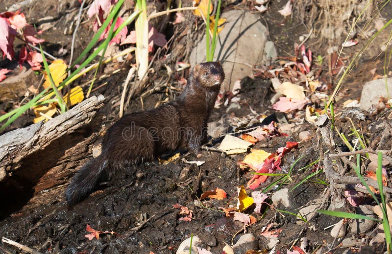 American Mink in Millbrook, NY Stock Photo - Image of ecological, debs ...