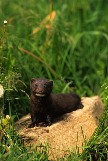 Mink on Rock stock photo. Image of weasel, mink, predator - 17799406