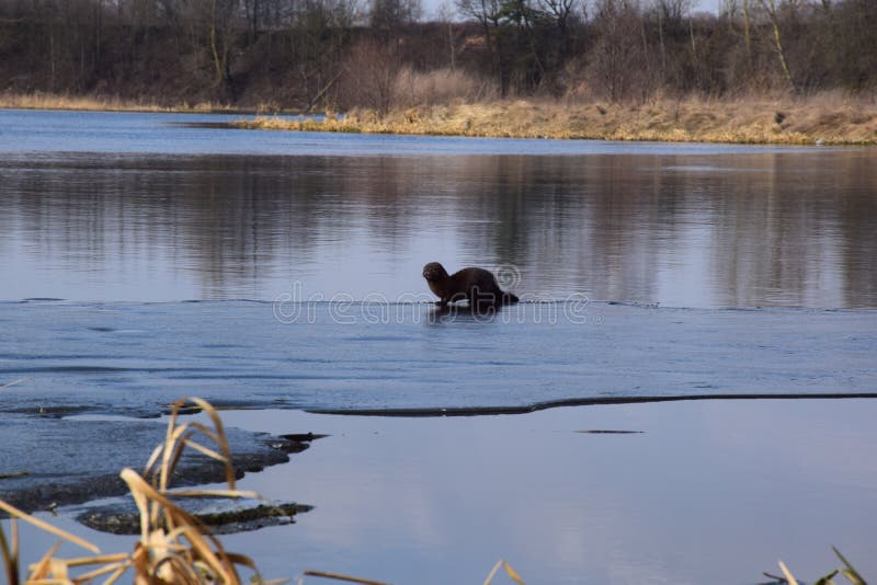Mink stock photo. Image of river, beautiful, mink, winter - 99141642