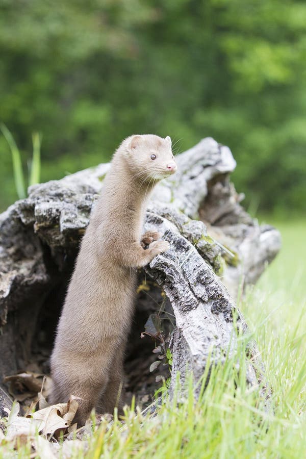 Mink Standing Out of Log Opening Stock Photo - Image of banks, american ...