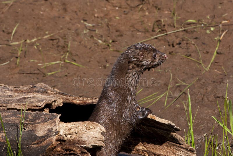 Mink Standing Up on Back Legs Inside Log Stock Photo - Image of habitat ...