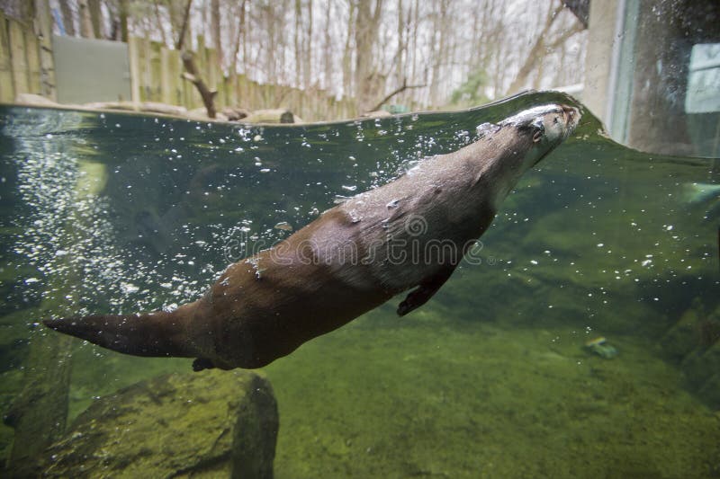 Mink swimming stock image. Image of vertebrate, animal - 30895775
