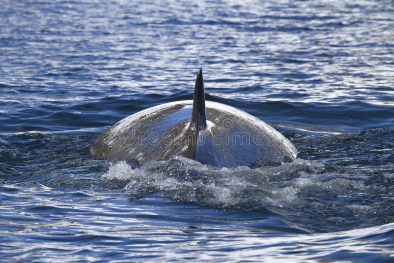 Minke Walvis Terug Opgedoken Oceaan in De Zuidpool 1 Stock Foto - Image ...