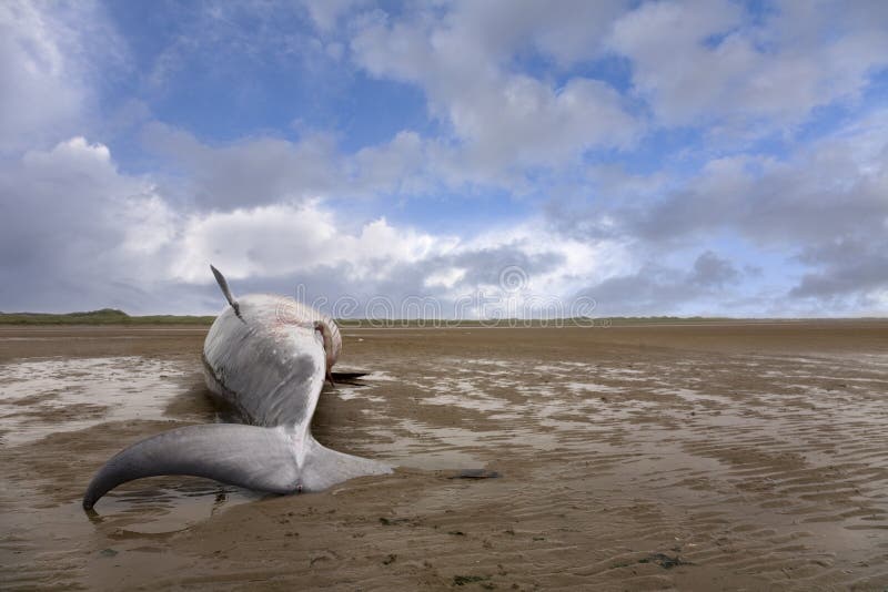 Minkwal-Wal stockbild. Bild von marinesoldat, ufer, meer - 6625267