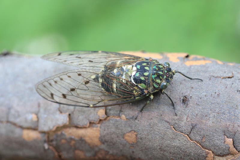 Minmin Robust Cicada in Japan Stock Image - Image of robust, animal ...
