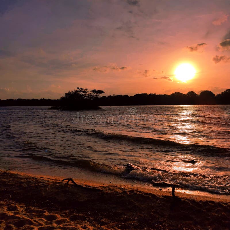 Minneriya tank stock image. Image of coast, tank, sunlight - 249243439
