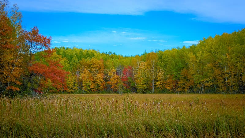Minnesota Autumn Colorful Forest Trees with Cattails Stock Image ...