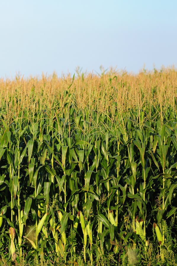 Minnesota corn farm stock photo. Image of farm, food - 29027310