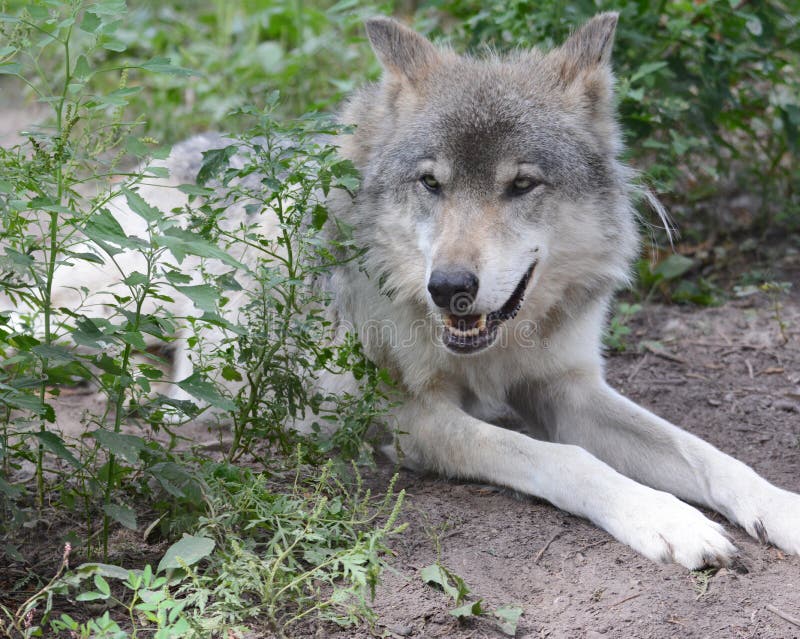 Minnesota Gray Wolf Resting on Ground Stock Image - Image of wildlife ...