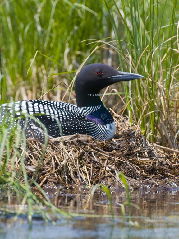 Minnesota Loon stock photo. Image of canada, minnesota - 24808092