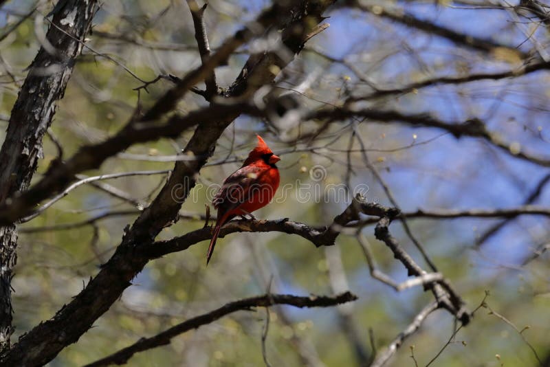 Minnesota Male Cardinal stock photo. Image of crowned - 91473472