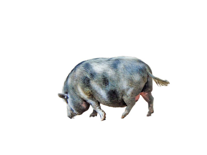 Minnesota Pig Stock Photos - Free & Royalty-Free Stock Photos from ...