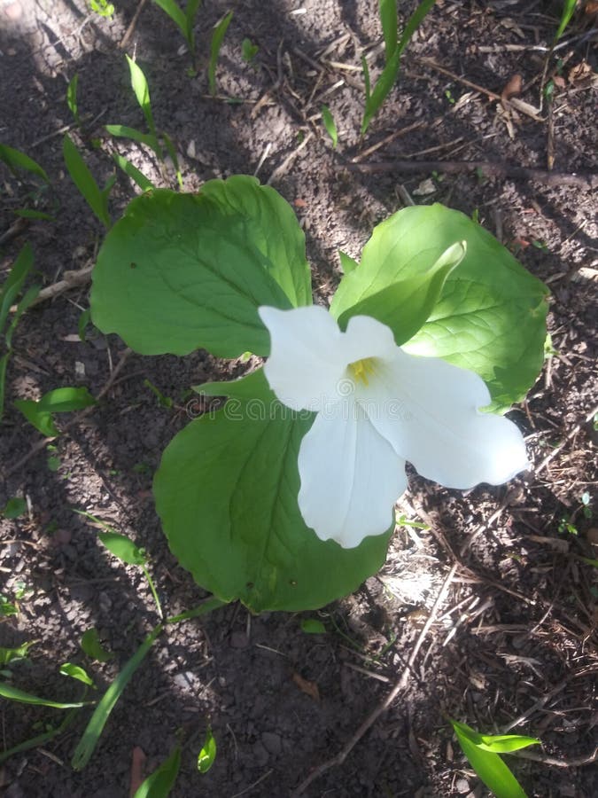 Minnesota State Flower Lady Slipper Stock Image - Image of lighting ...