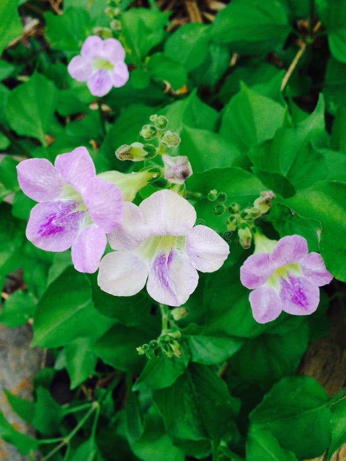 Minnie Root stock photo. Image of potato, root, minnie - 60822218