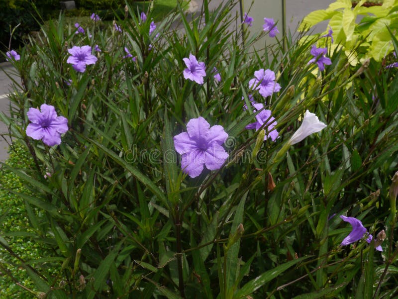 Minnie Root stock photo. Image of potato, root, minnie - 60822218