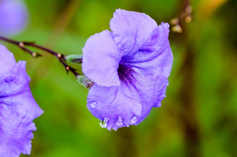 Minnieroot stock photo. Image of ruellia, florals, viola - 61156310