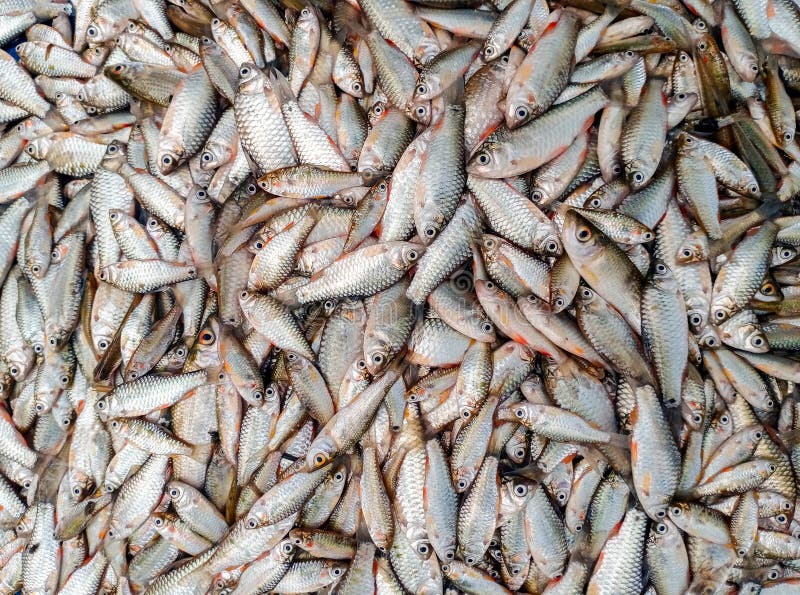 MINNOW FISH INDIAN FISH MARKET Stock Image - Image of fishing, bluegill ...