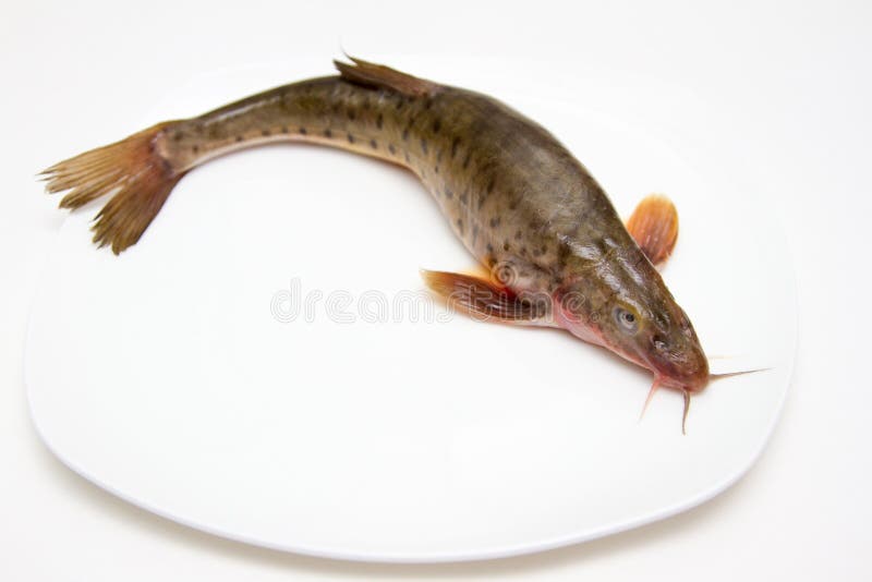 Minnow stock photo. Image of white, minnow, water, ichthyology - 66176048