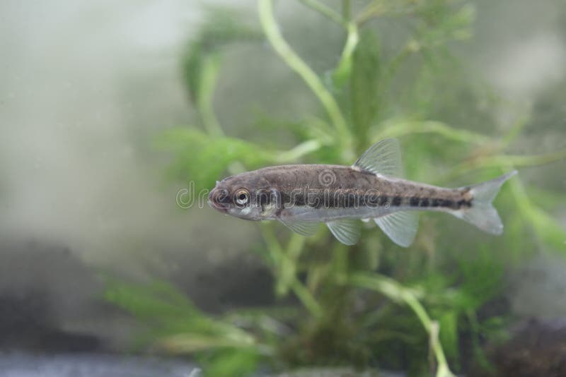 Minnow, Phoxinus Phoxinus stock photo. Image of britain - 33158404