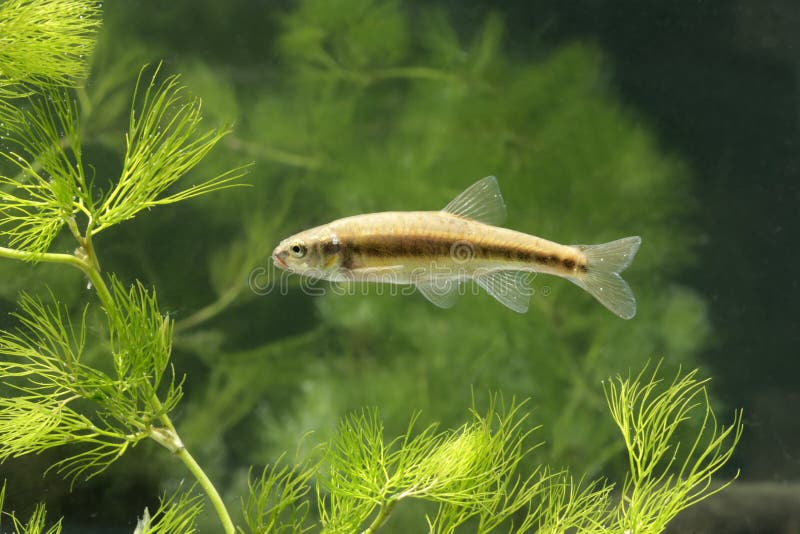 Underwater Photography of Common Minnow Phoxinus Phoxinus Stock Image ...