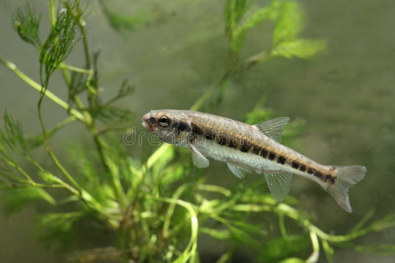 Minnow, Phoxinus Phoxinus stock image. Image of water - 33380217