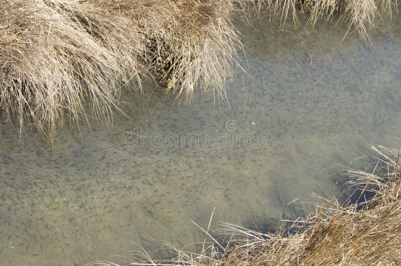 Minnow Pool stock image. Image of beach, assateaque, minnow - 39596469