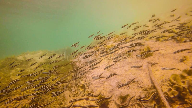 School Of Minnows Over Coral Stock Photo - Image of life, reef: 26046678