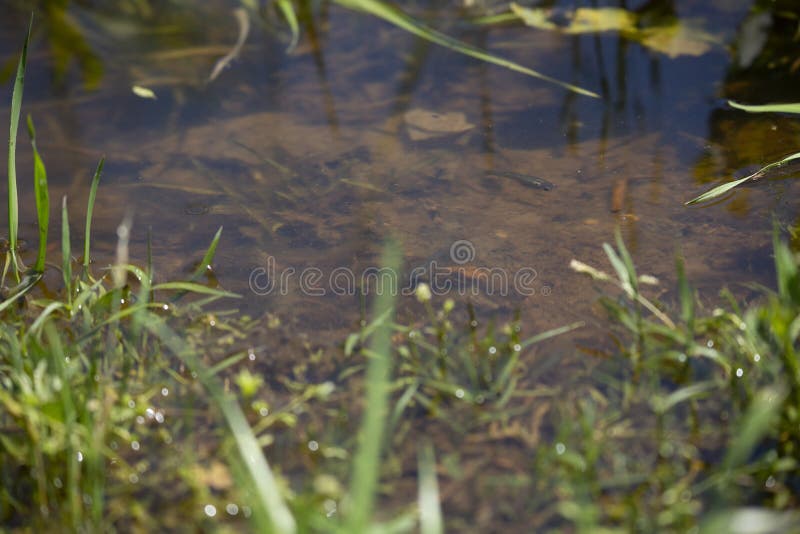 Minnows Swimming stock image. Image of aquatic, background - 213928677