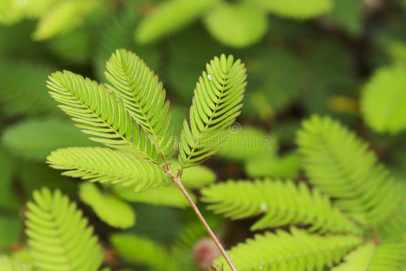 Minosa pudica stock image. Image of forest, summer, design - 32079055